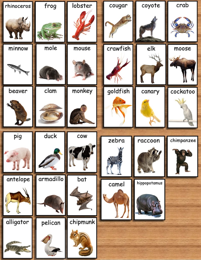 Ultimate Animal Flashcard Collection 114 Zoo Animal Flashcards ...
