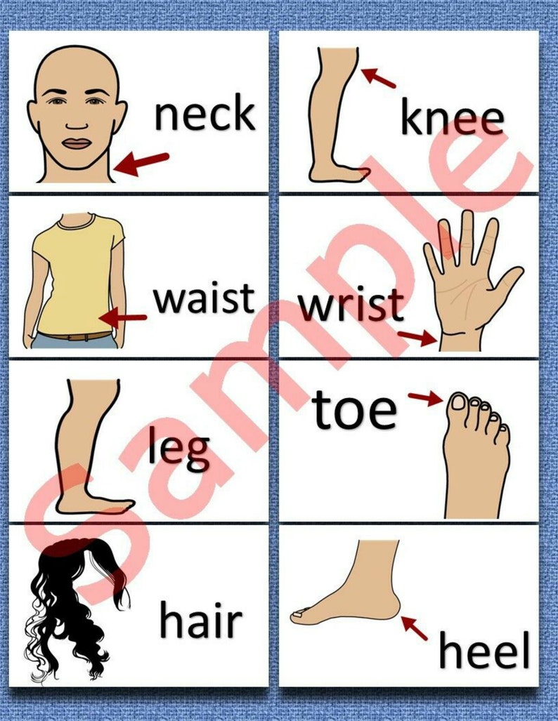 30 Parts of the Body Flash Cards DIGITAL DOWNLOAD Preschool ...