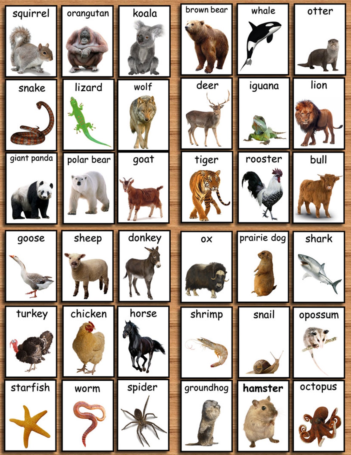 Ultimate Animal Flashcard Collection 114 Zoo Animal Flashcards ...