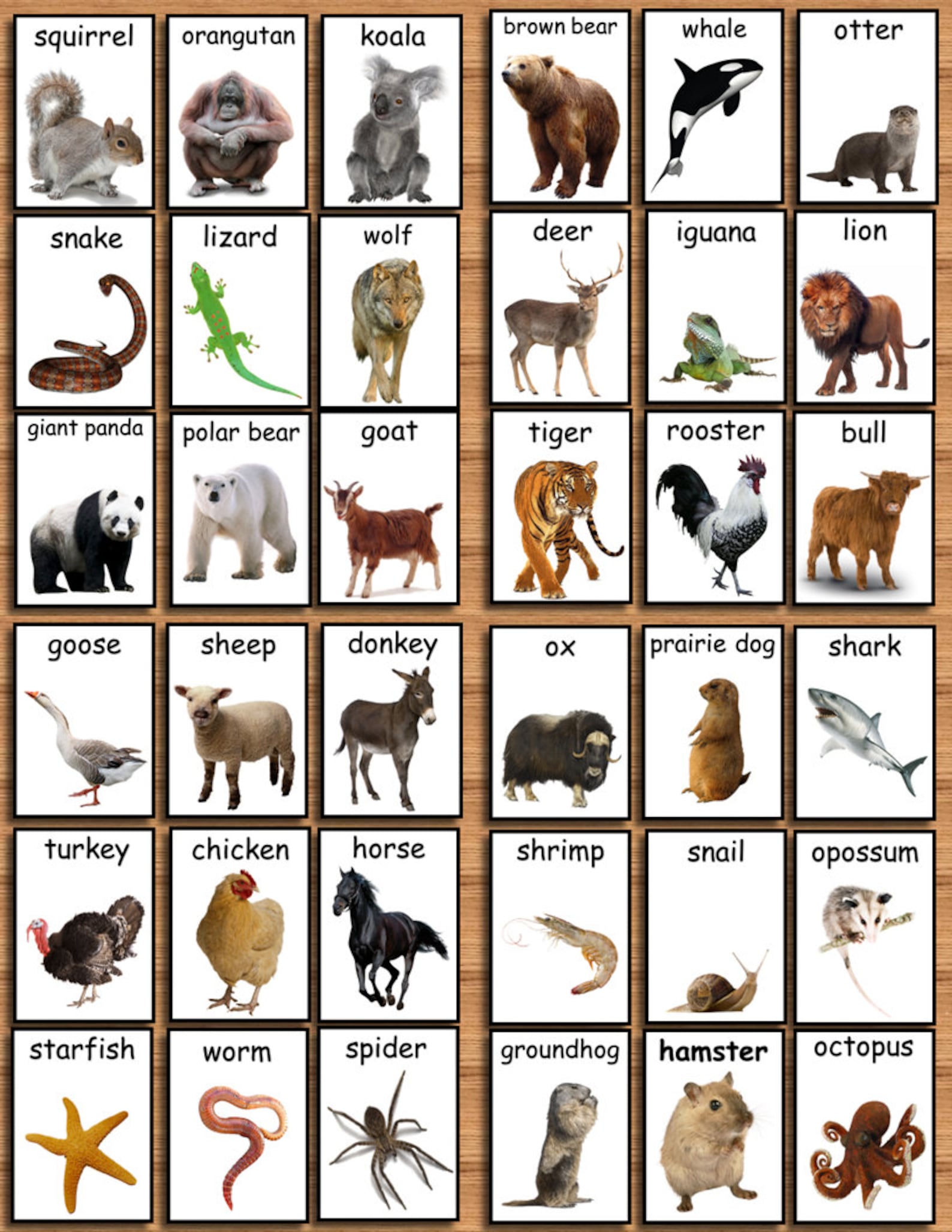 Ultimate Animal Flashcard Collection 114 Zoo Animal Flashcards ...