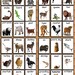 Ultimate Animal Flashcard Collection 114 Zoo Animal Flashcards ...