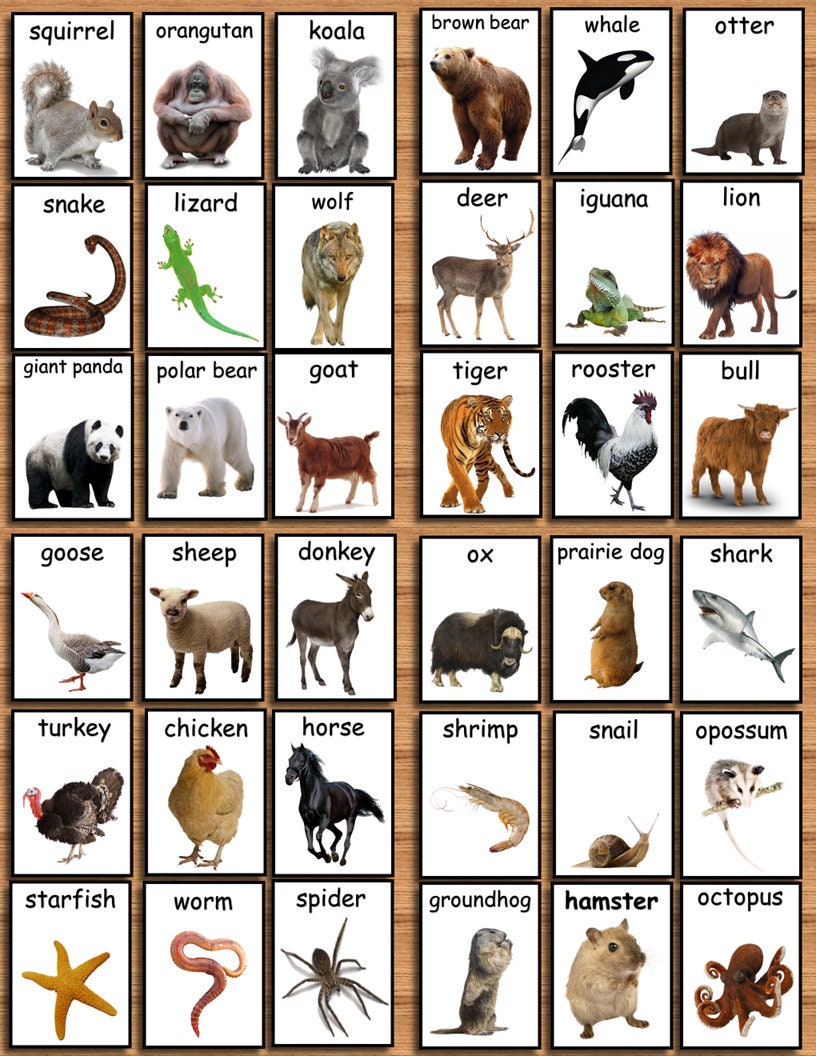 Ultimate Animal Flashcard Collection 114 Zoo Animal Flashcards ...