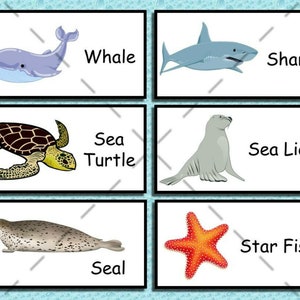 Sea Animals Creatures 24 Flashcards Preschool-kindergarten Teacher Made ...