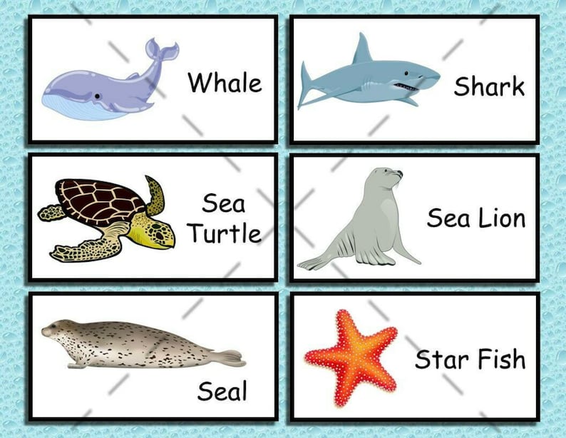 Sea Animals Creatures 24 Flashcards Preschool-kindergarten Teacher Made ...