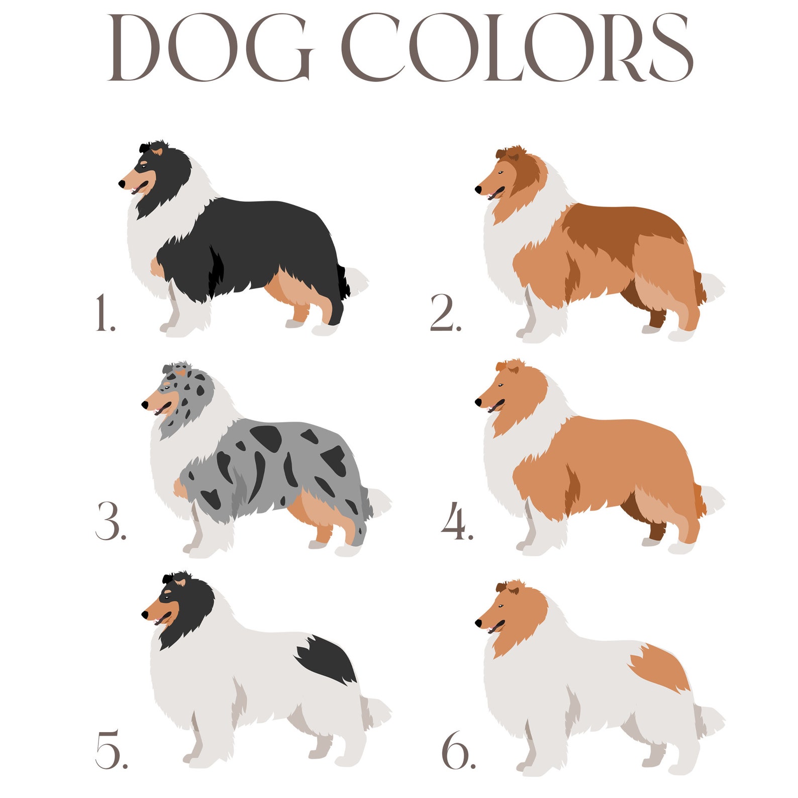 Custom Rough Collie Blue Merle, Tri Color, Sable, White Style Baby ...