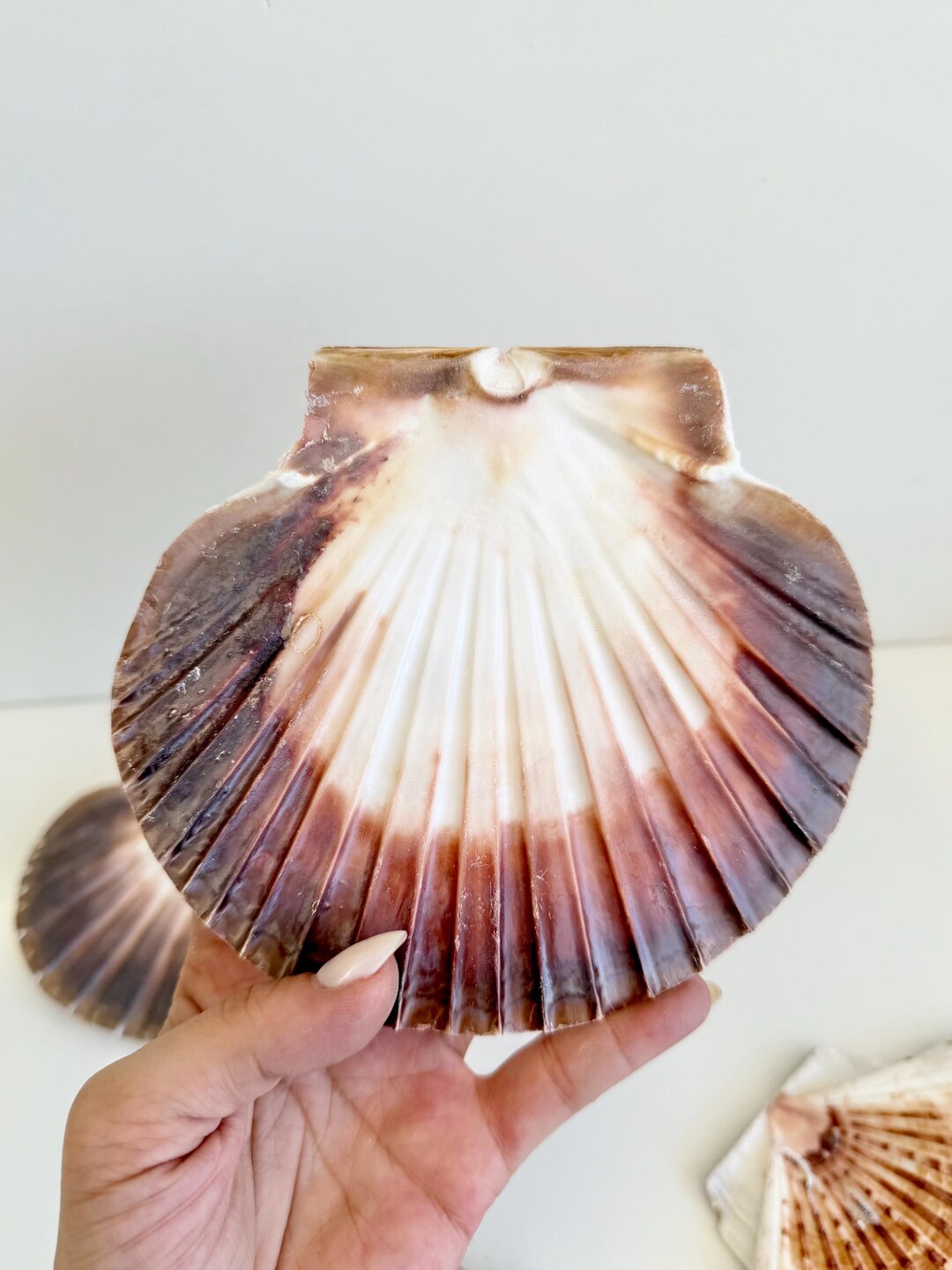 Large Irish Flat Scallop Shell 15–16 Cm, Natural Scallop Seashell for ...