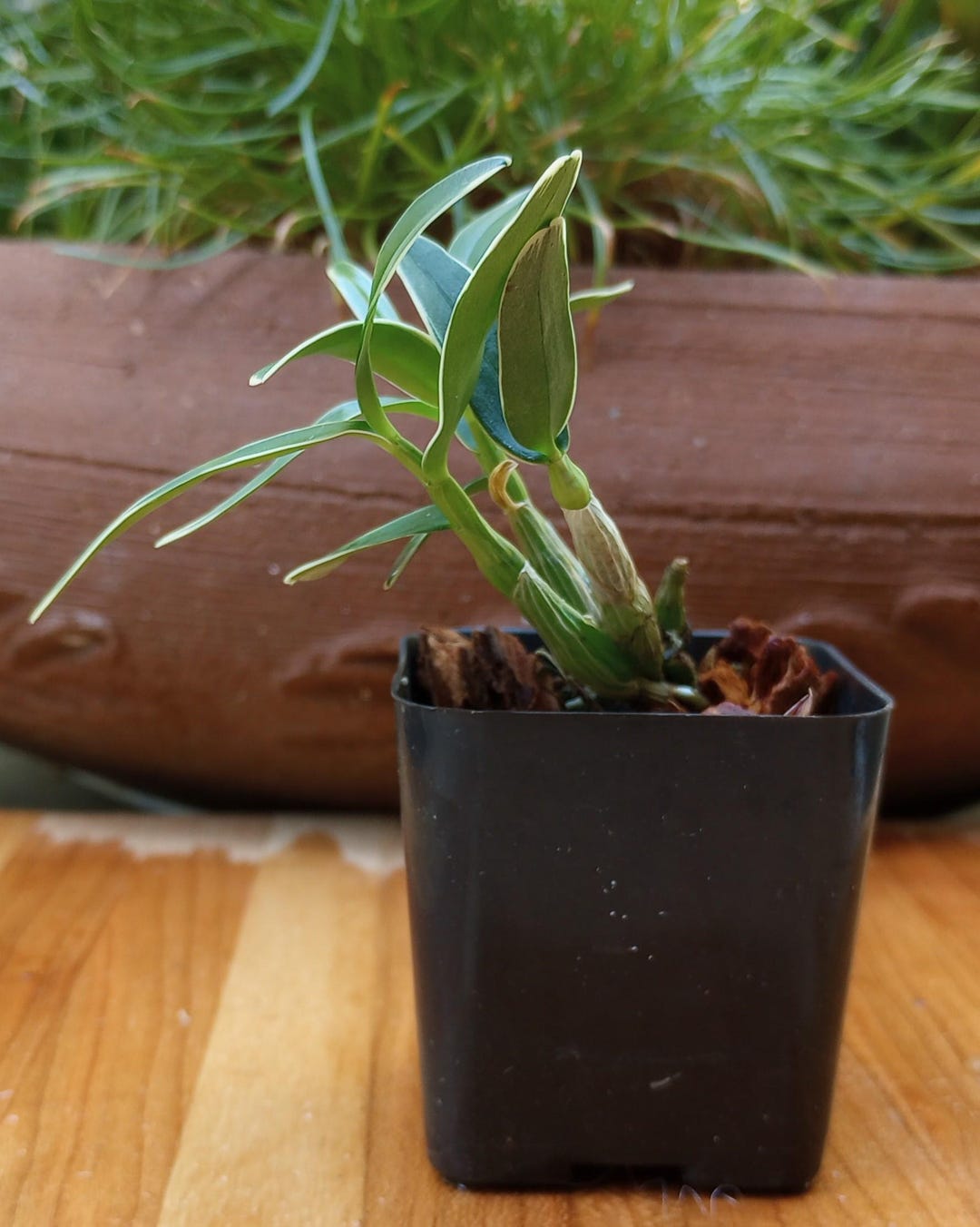 Dendrobium Moniliforme (variegated Leaves) - First Year Blooming Sized ...