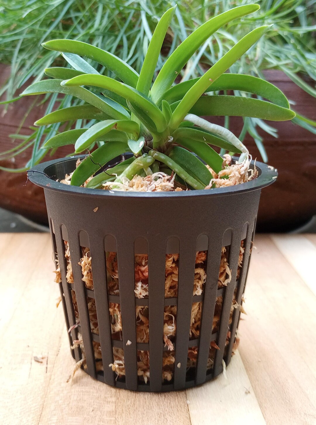 Vanda Neofinetia Falcata Furan Wind Orchid - Etsy