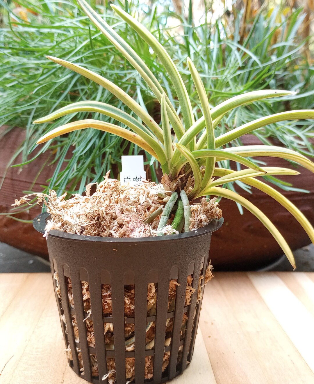 Vanda Neofinetia Falcata Higashidemiyako 동출도 東出都 Variegated Neo - Etsy