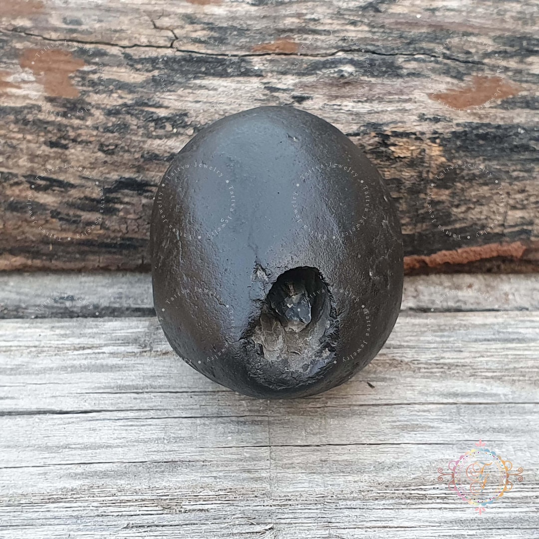 Hiranyagarbha Shaligram, Saligram Stone - Gandaki River Nepal ...