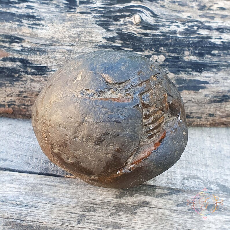 Large Giri Govardhana Shaligram Shila: Nepal Kali Gandaki River Stone ...