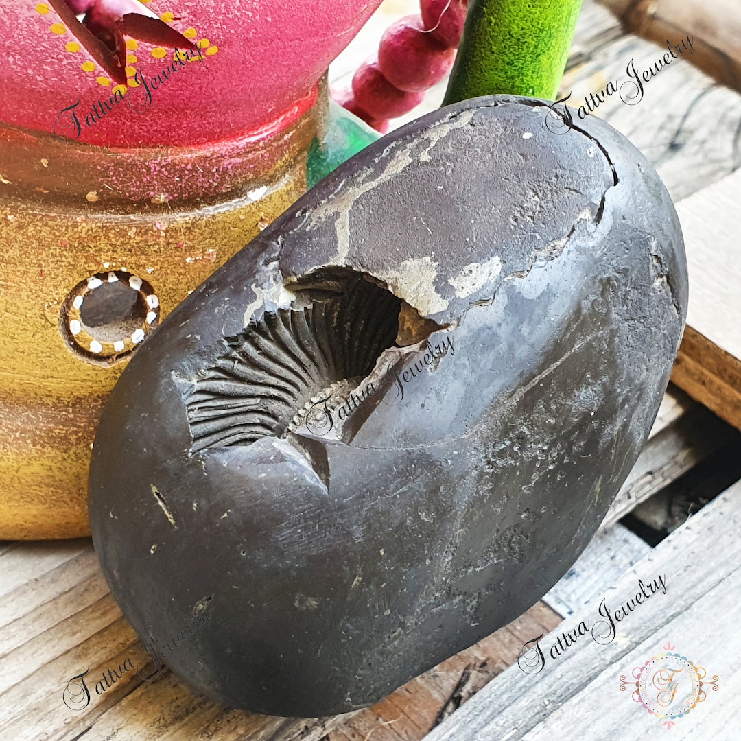 Golden Narsimha Shaligram Saligram Stone Gandaki River Nepal Shaligram ...