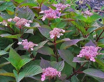 Goliath Hydrangea Quart Size | Etsy