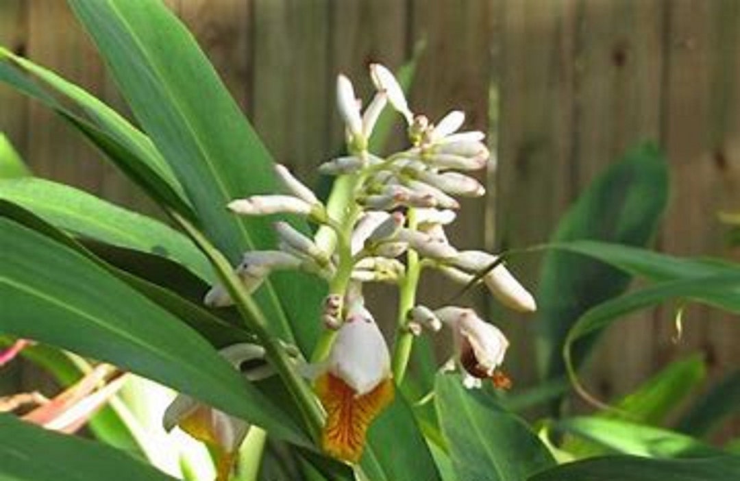 False Cardomom Ginger - Alpinus Mutica - Etsy