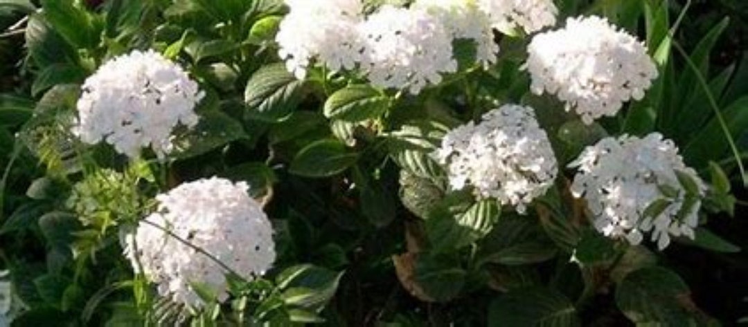 Princess Juliana Hydrangea Quart - Etsy