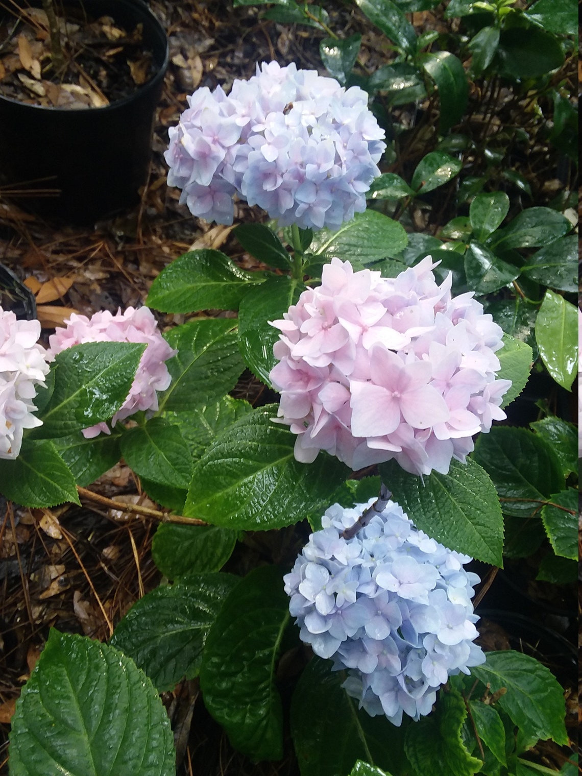 Goliath Hydrangea Quart Size - Etsy