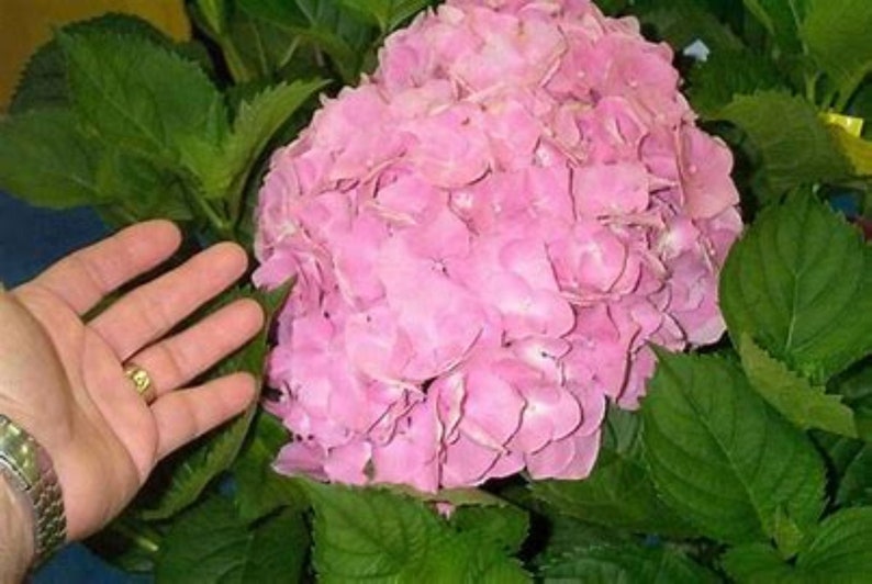 Goliath Hydrangea Quart Size - Etsy