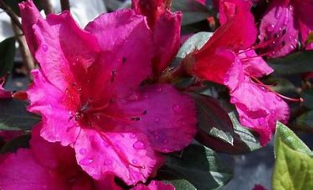 Red Formosa Azalea - Etsy