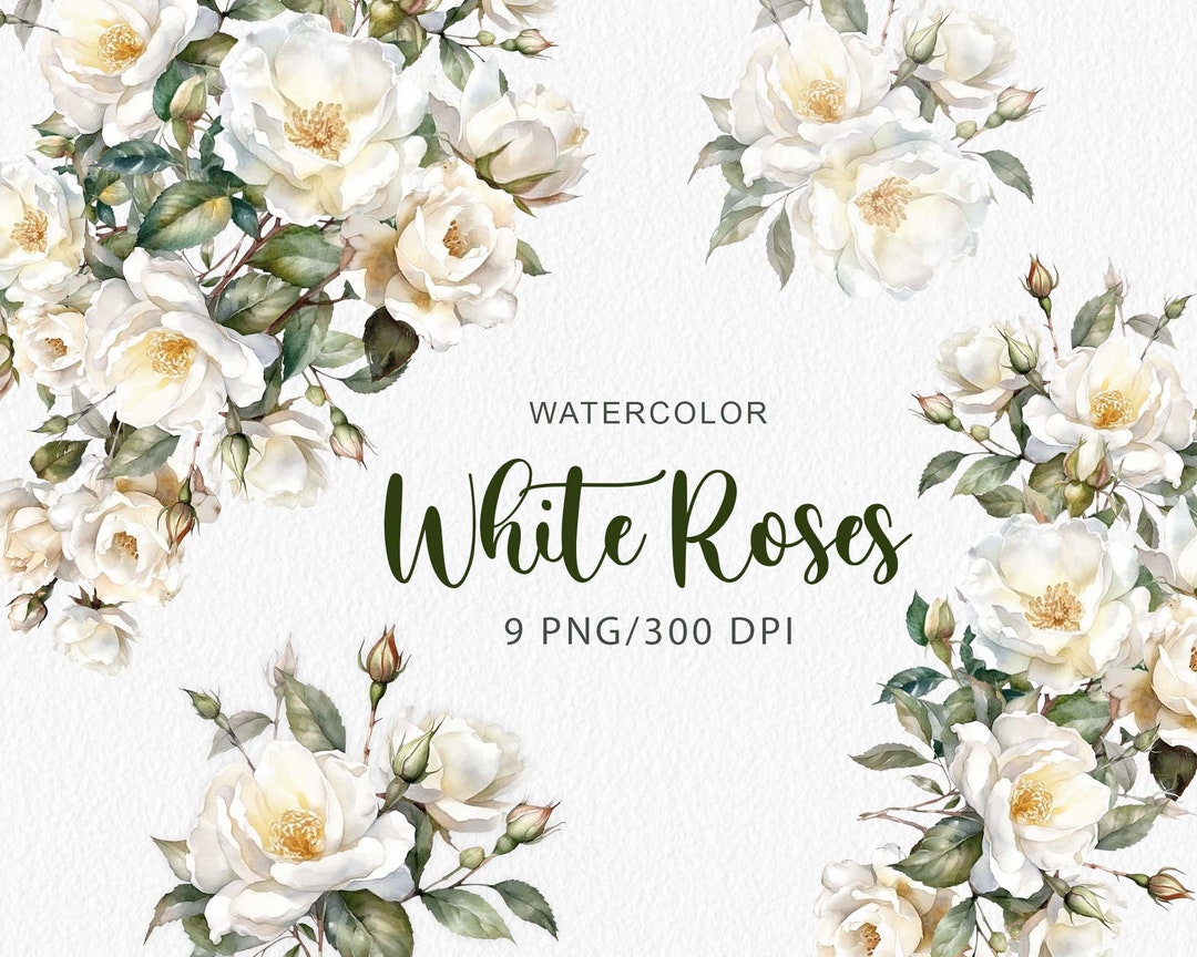 Watercolor White Roses Clipart Watercolour Floral Clip Art White Rose ...