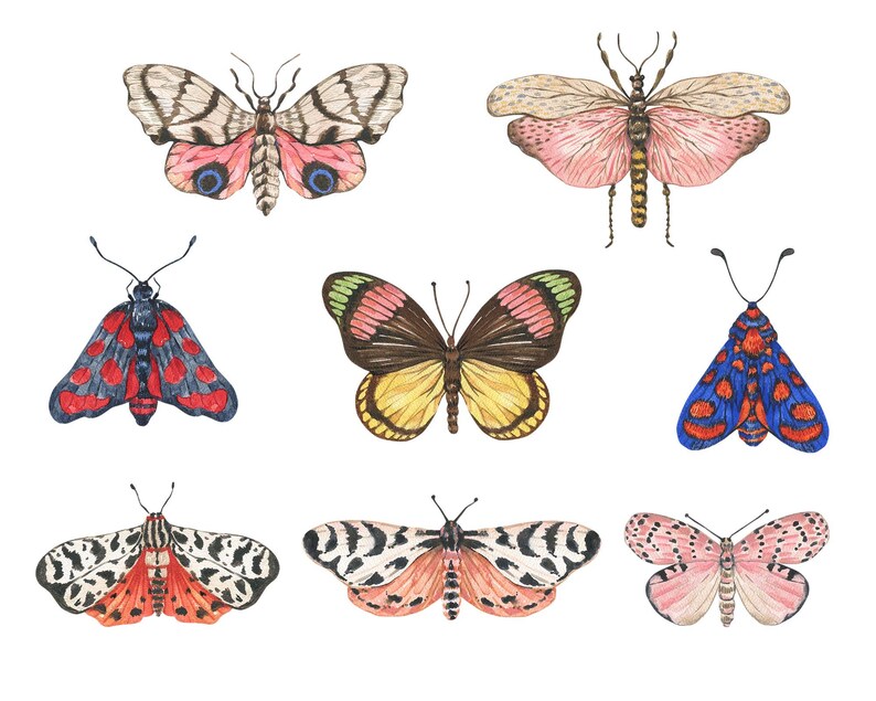 Watercolor Butterflies & Beetles Clipart Insect Baby Shower - Etsy