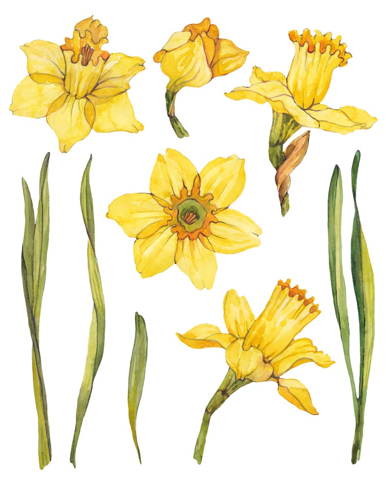 Flower Clipart Daffodil Spring flowers Yellow Narcissus | Etsy