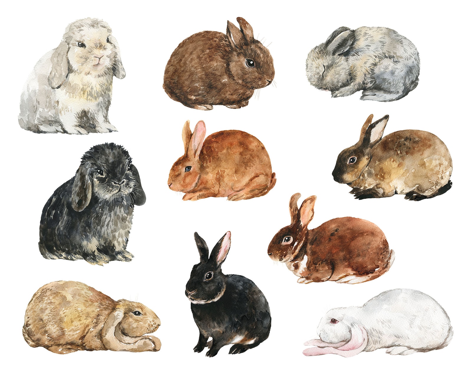 Watercolor Bunnies Clipart Animals Farm Rabbit Png Cute | Etsy
