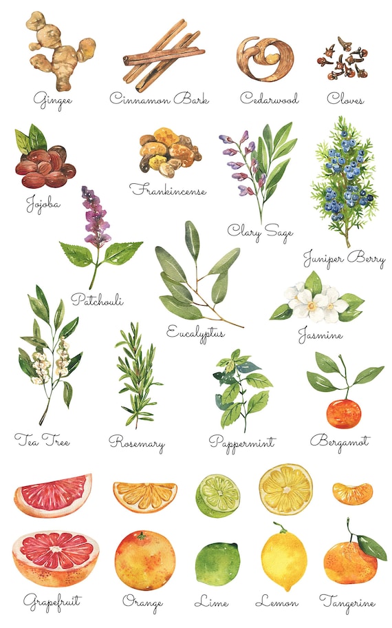 Eucalyptus Essential Oil Clip Art