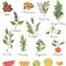Watercolor Essential Oil Clipart Herbs Floral Clip Art Eucalyptus ...