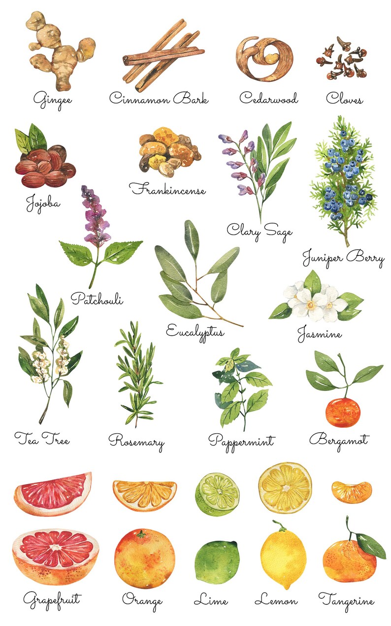 Watercolor Essential Oil Clipart Herbs Floral Clip Art Eucalyptus ...