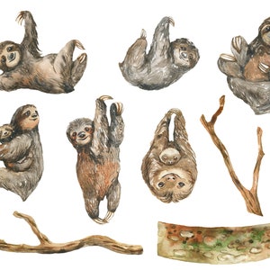 Watercolor Clipart Animal Sloths Tropical Clipart Baby Jungle Animal ...