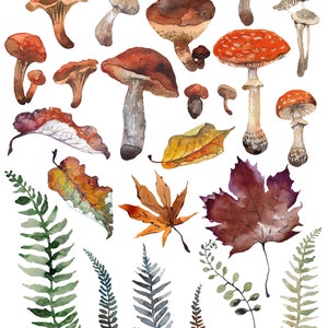 Watercolor Autumn Mushrooms Clipart Fall Time Woodland Forest Leaves ...