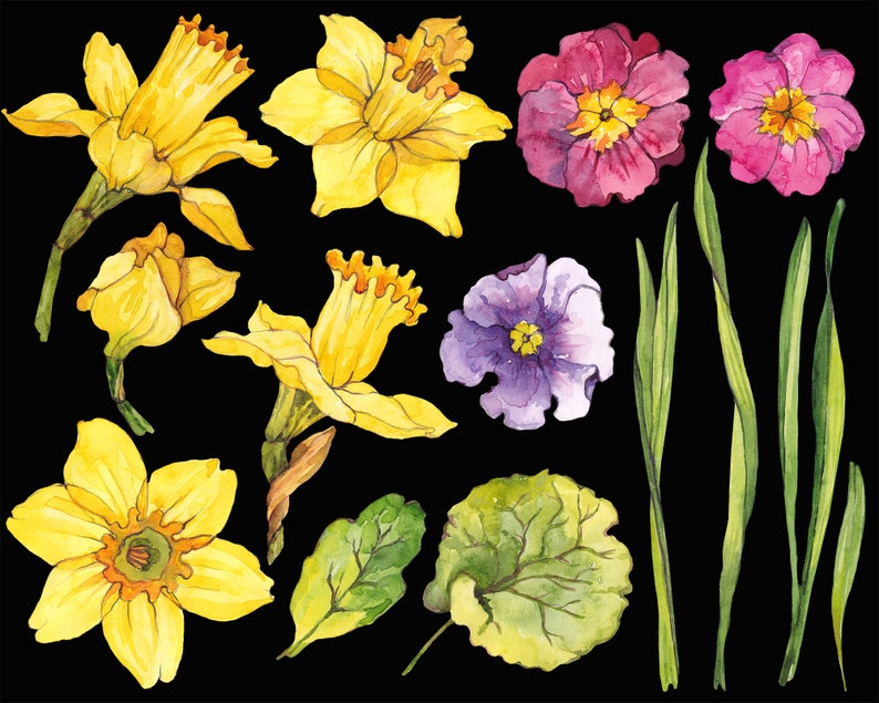 Watercolor Daffodil Floral Clipart Easter Clip Art Spring - Etsy