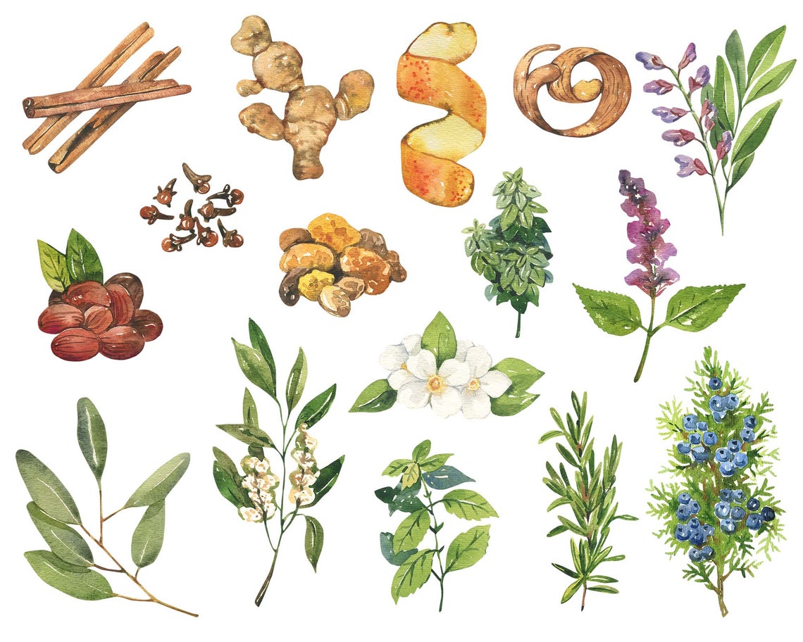 Watercolor Essential Oil Clipart Herbs Floral Clip Art - Etsy