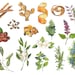 Watercolor Essential Oil Clipart Herbs Floral Clip Art Eucalyptus ...