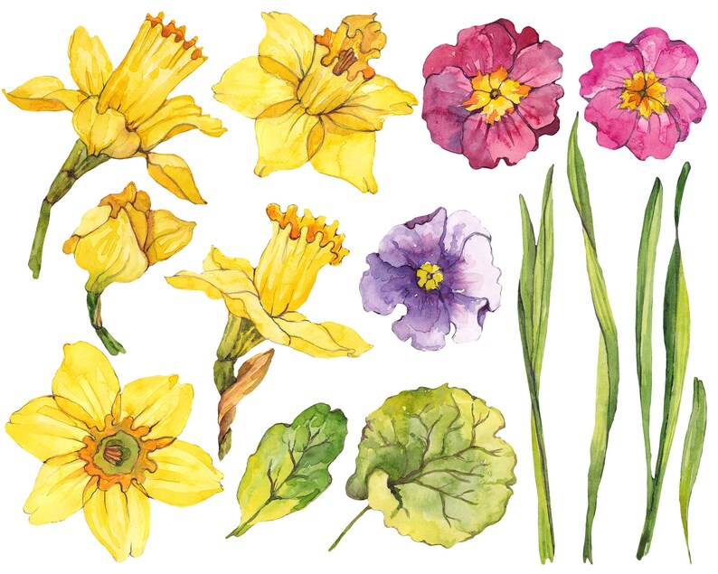Watercolor Daffodil Floral Clipart Easter Clip Art Spring - Etsy