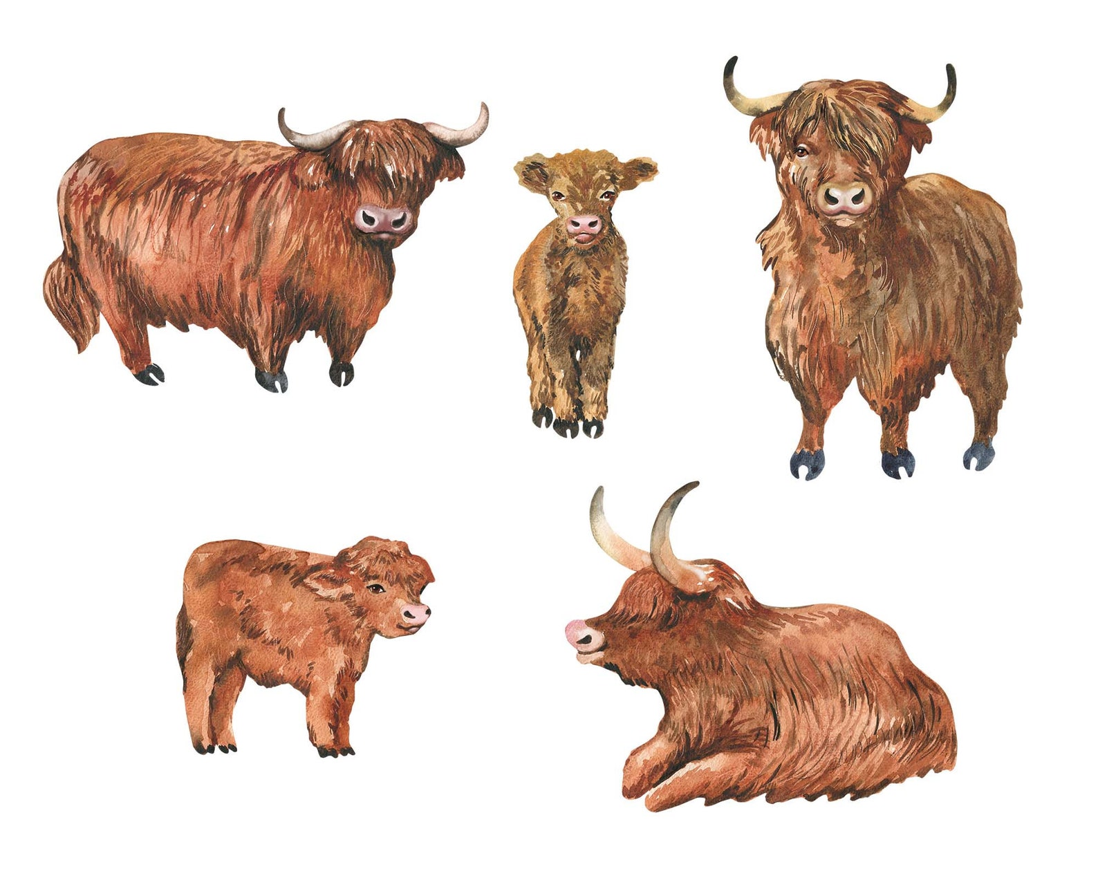 Watercolor Highland Cows Clipart Farm Animals Clipart - Etsy
