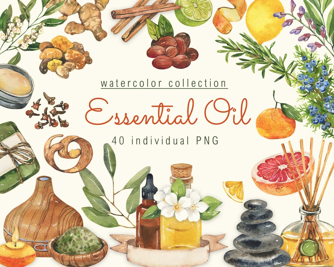 Watercolor Essential Oil Clipart: Herbs, Eucalyptus (digital) - Etsy