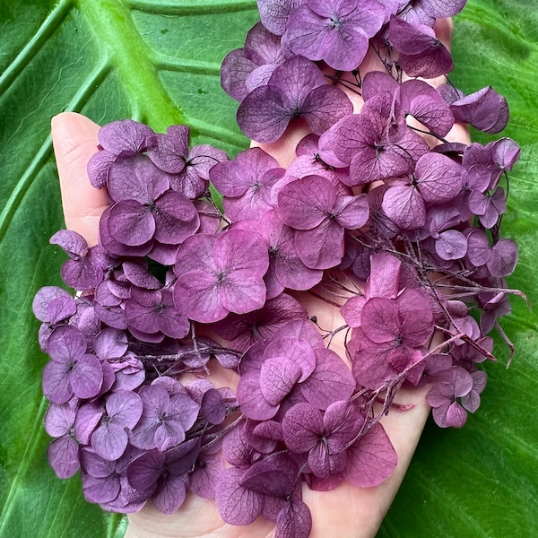 Preserved Hydrangea - Etsy