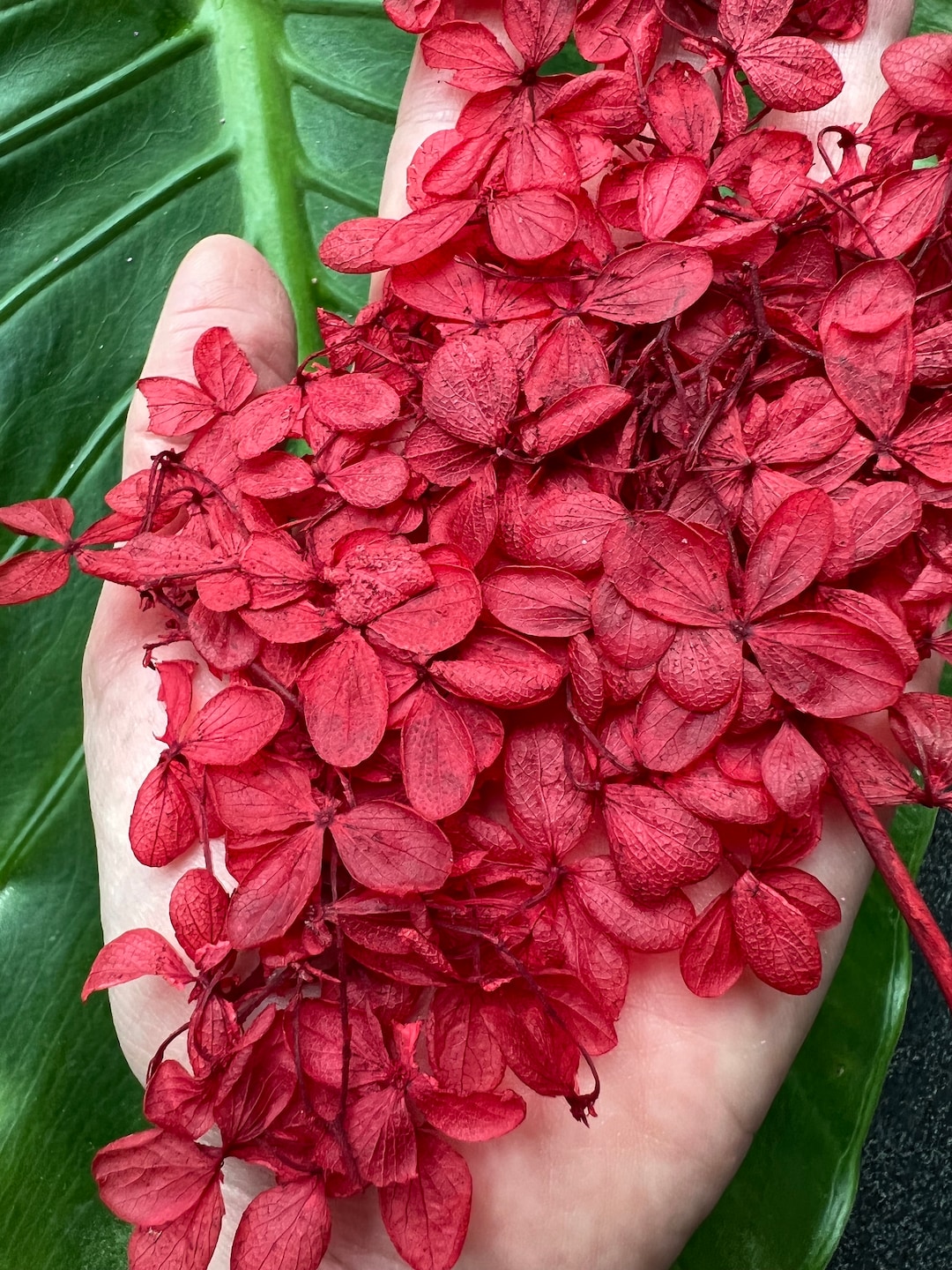 Preserved Dried Red Color Hydrangea Stabilized Hydrangea Flower Dried ...