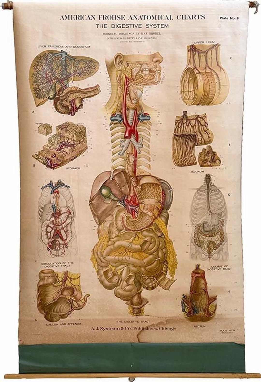 Digestive System Medical Poster - Etsy
