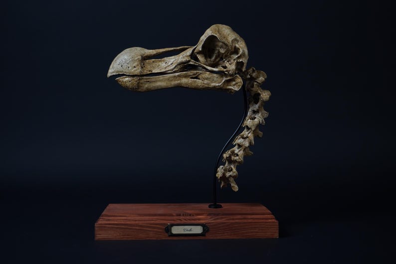 Dodo Skull With Cervical Vertebrae - Etsy