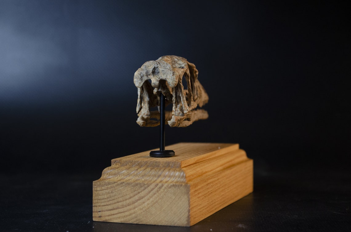 Compsognathus Skull | Etsy