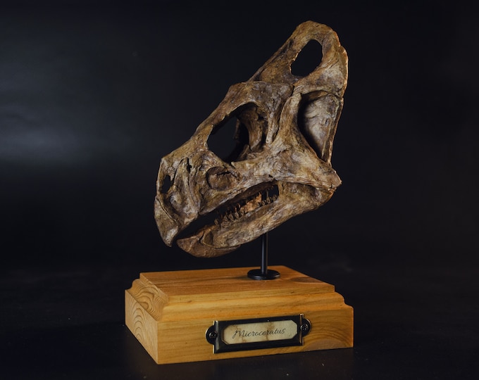 Microceratus Skull - Etsy