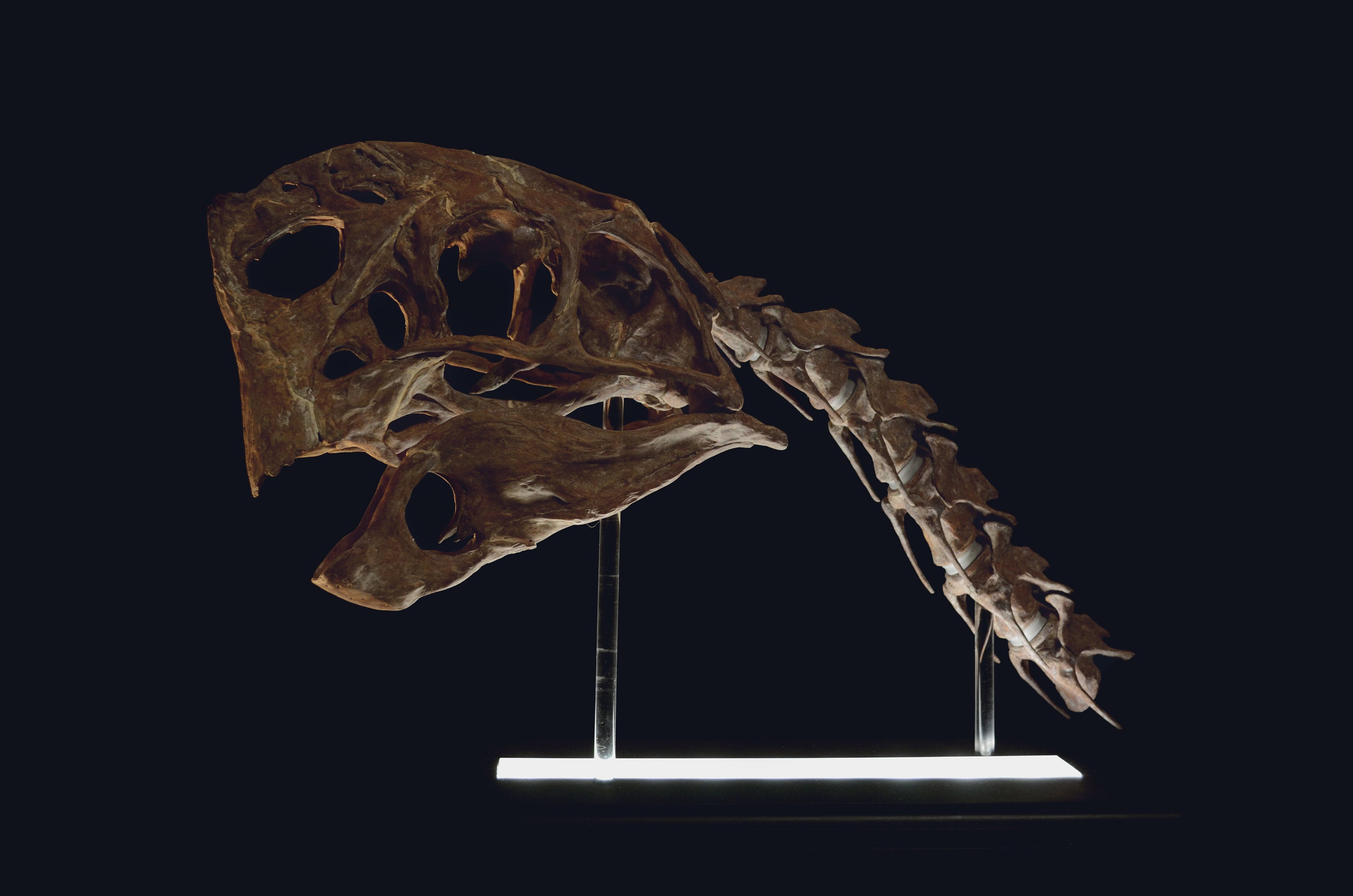 Citipati Skull (3D Files) - Etsy UK