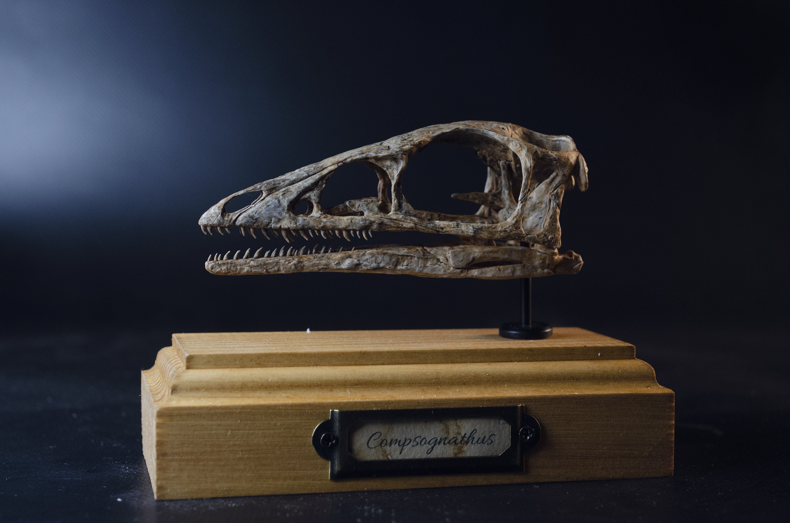 Compsognathus Skeleton