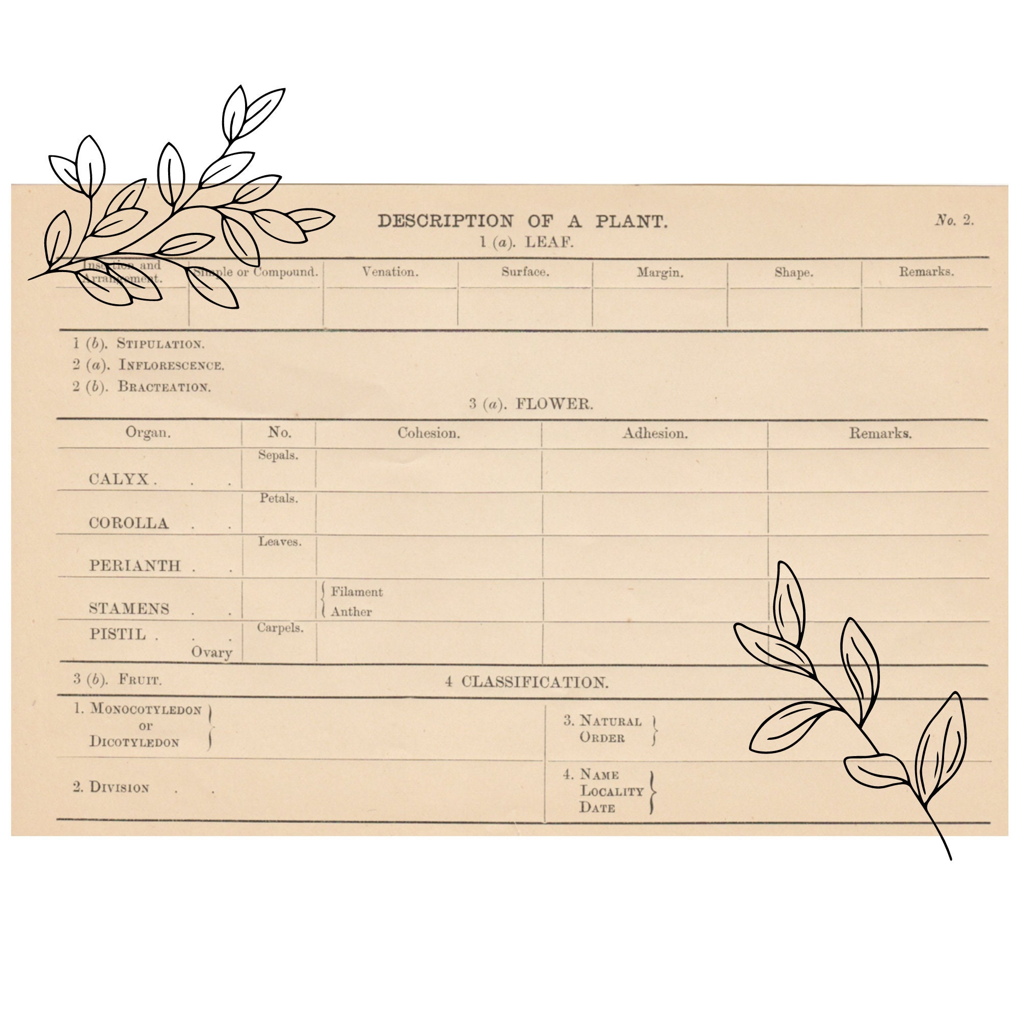 Vintage Plant Specimen Paper | Instant Download - Etsy