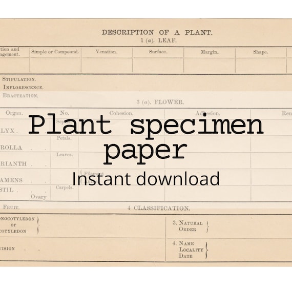 Vintage Plant Specimen Paper Instant Download - Etsy