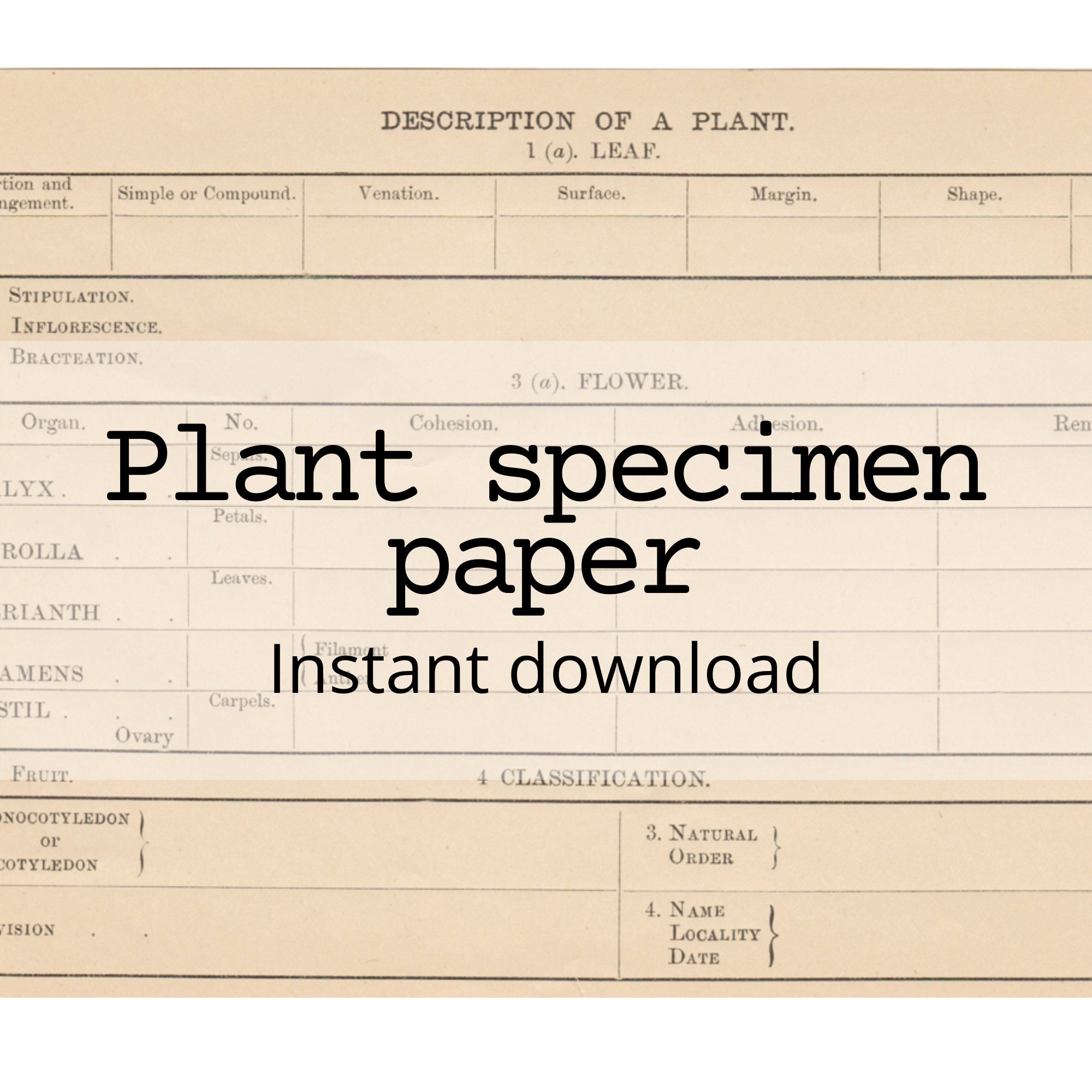 Vintage Plant Specimen Paper | Instant Download - Etsy