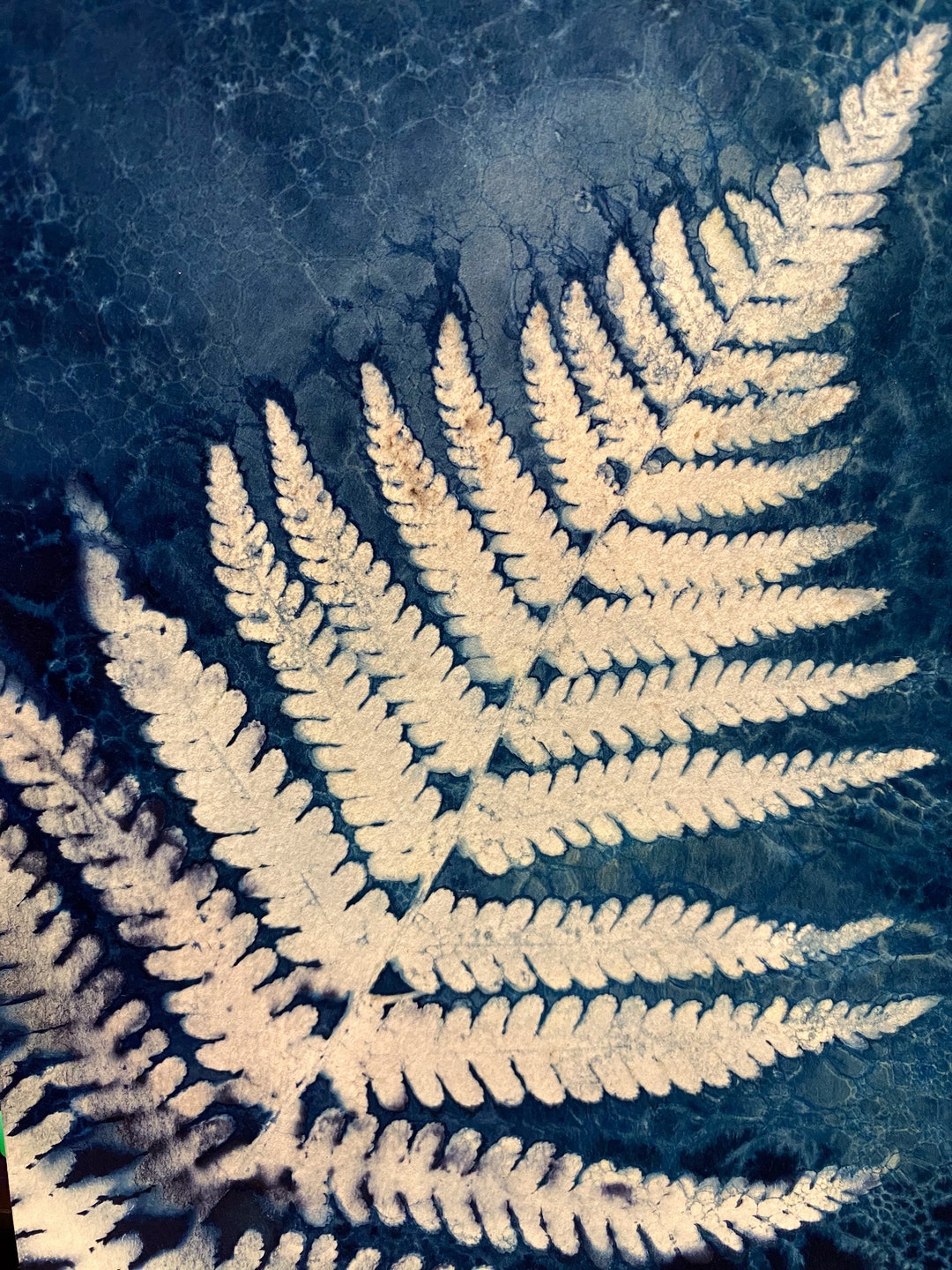 Cyanotype Fern Collection - Etsy
