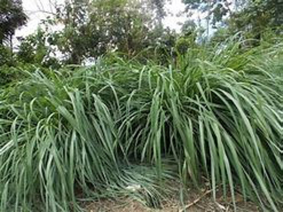 Fever Grass Tea - Etsy